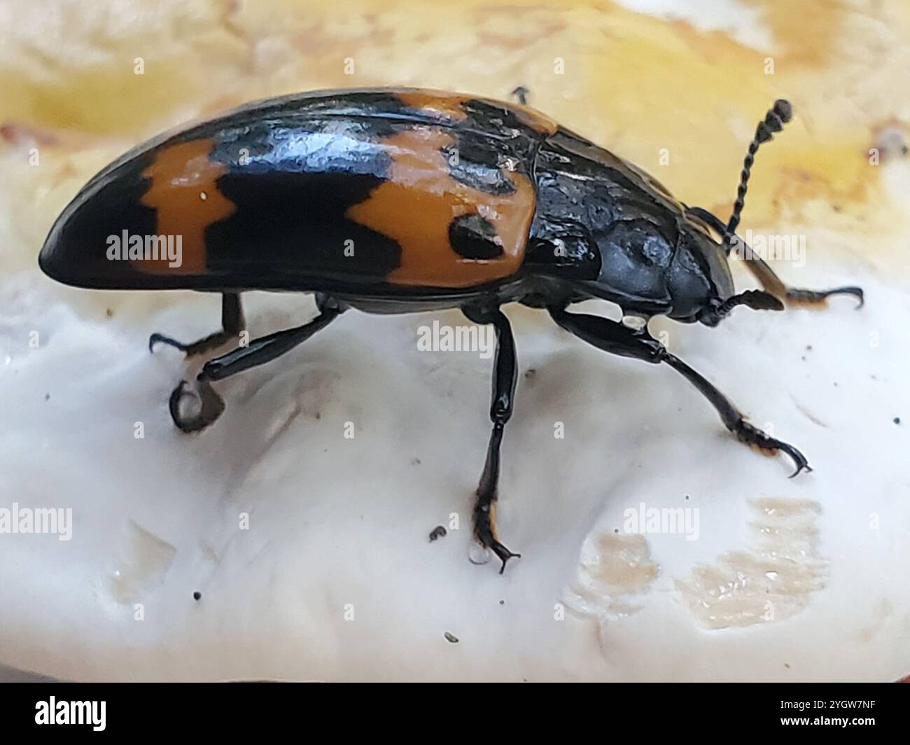 Heroic Pleasing Fungus Beetle (Megalodacne heros Stock Photo - Alamy