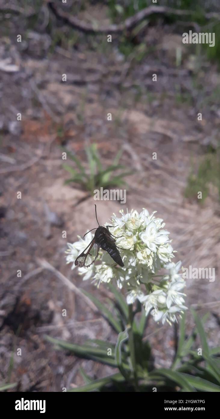 Fireweed Clearwing Moth (Albuna pyramidalis Stock Photo - Alamy