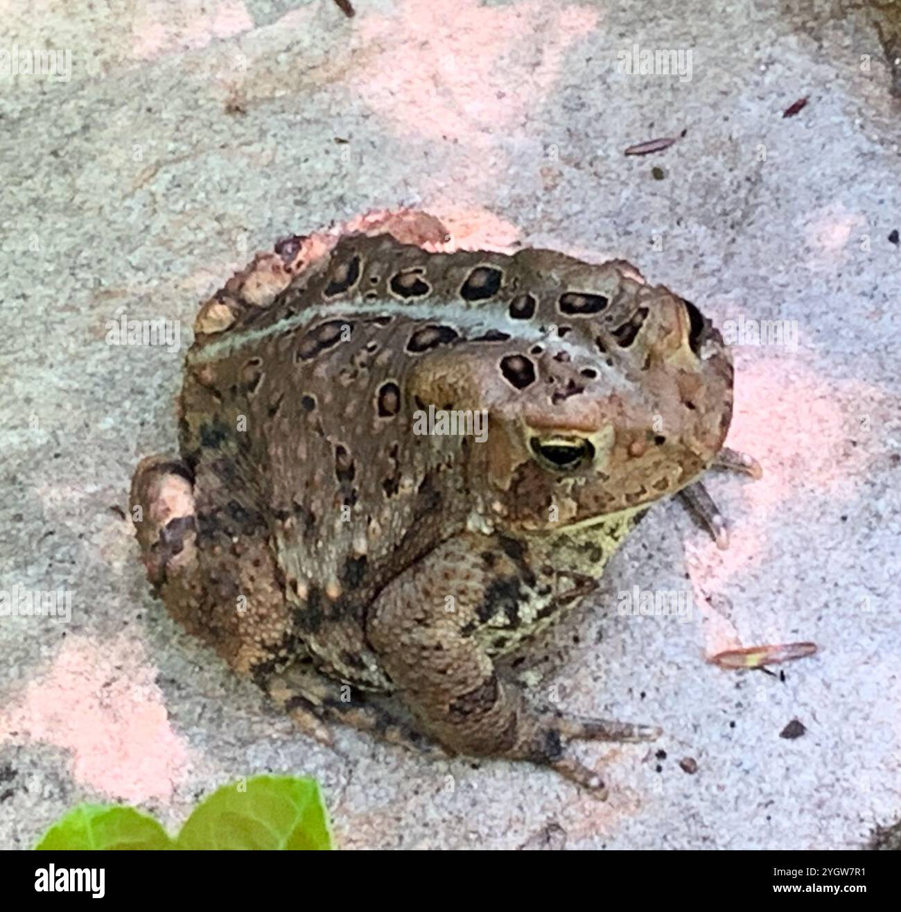 American Toad (Anaxyrus americanus Stock Photo - Alamy