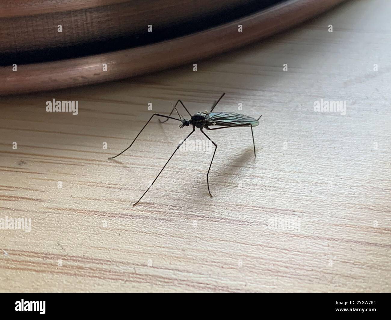 Limoniidae hi-res stock photography and images - Alamy