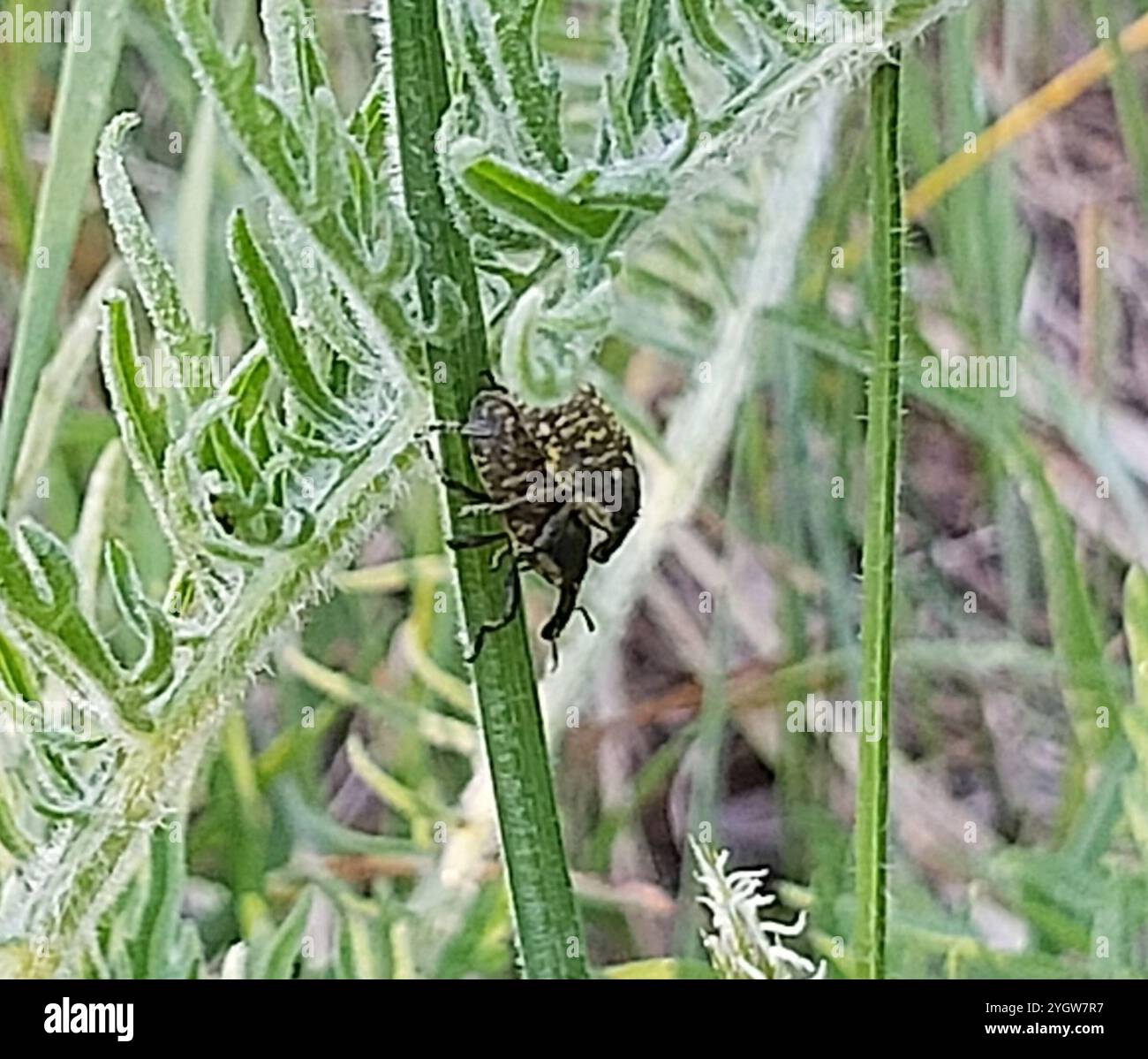 Larinus sturnus hi-res stock photography and images - Alamy