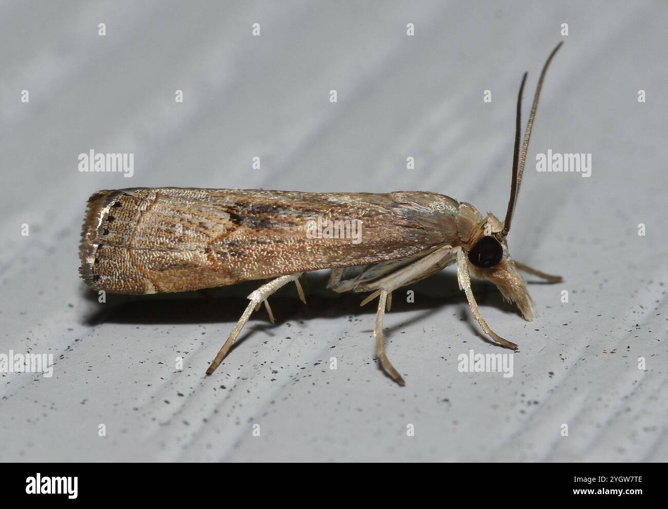 Bluegrass moth hi-res stock photography and images - Alamy