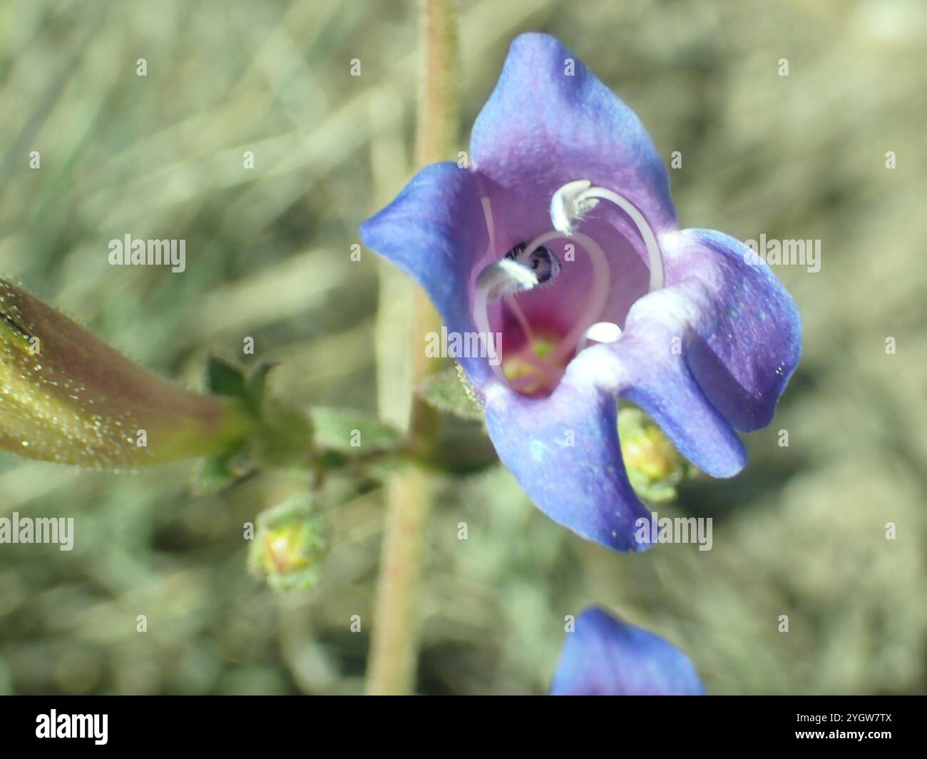 Mountain Blue Penstemon (Penstemon laetus laetus Stock Photo - Alamy