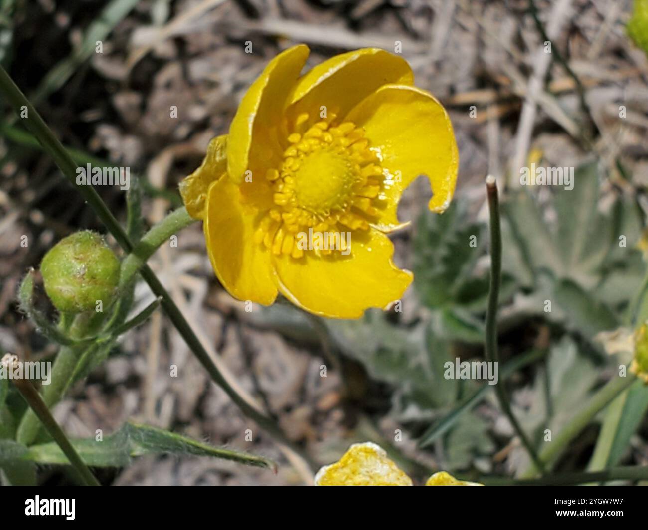 heartleaf buttercup (Ranunculus cardiophyllus Stock Photo - Alamy