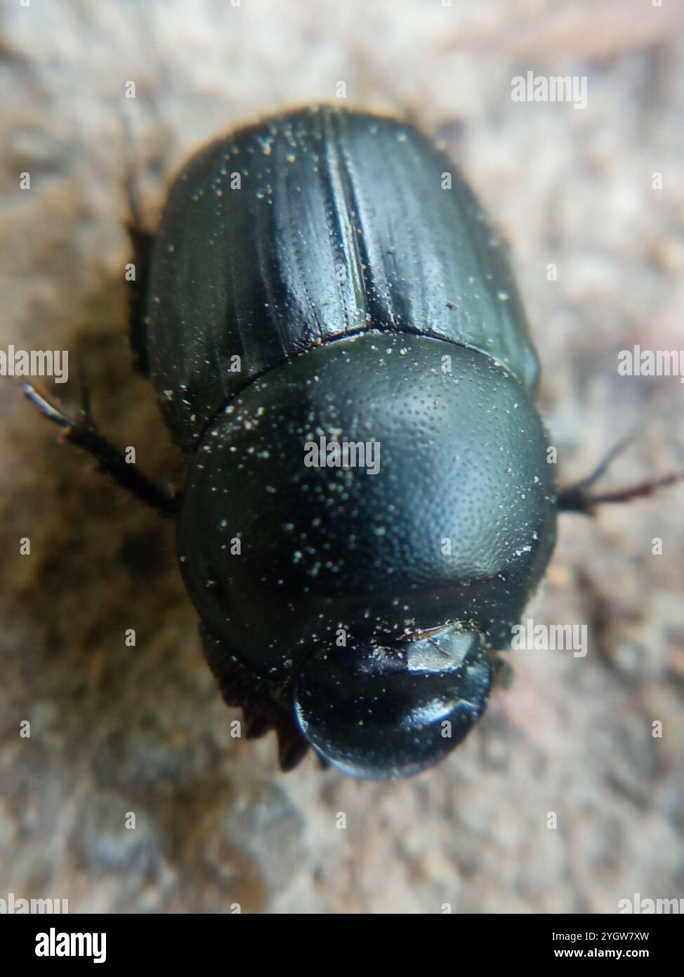 Bull-headed Dung Beetle (Onthophagus taurus Stock Photo - Alamy
