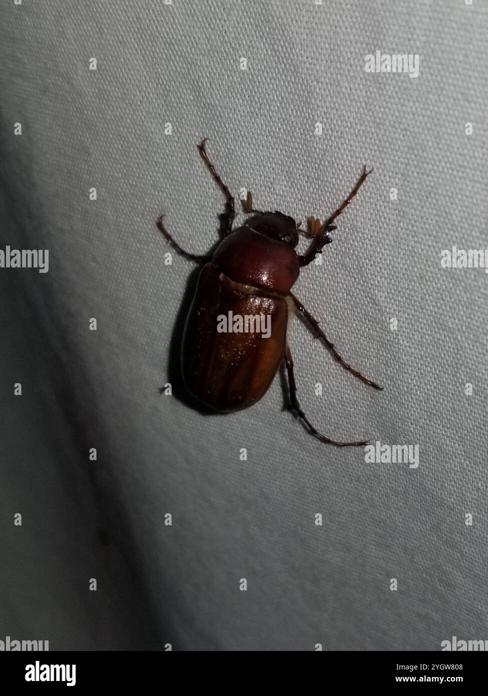 June Beetles (Melolonthinae Stock Photo - Alamy