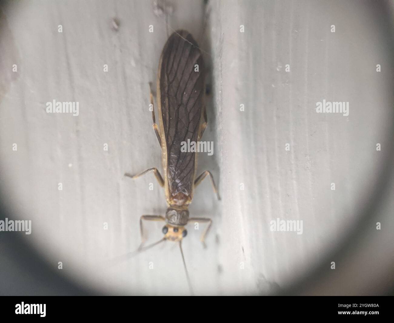 Tropical Stoneflies (Neoperla Stock Photo - Alamy