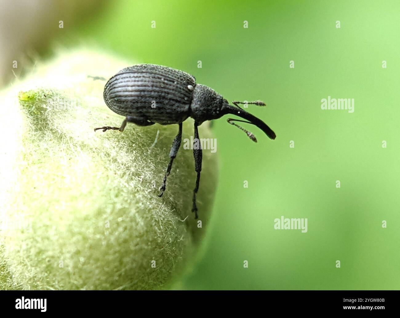 Strawberry blossom weevil (Anthonomus rubi Stock Photo - Alamy