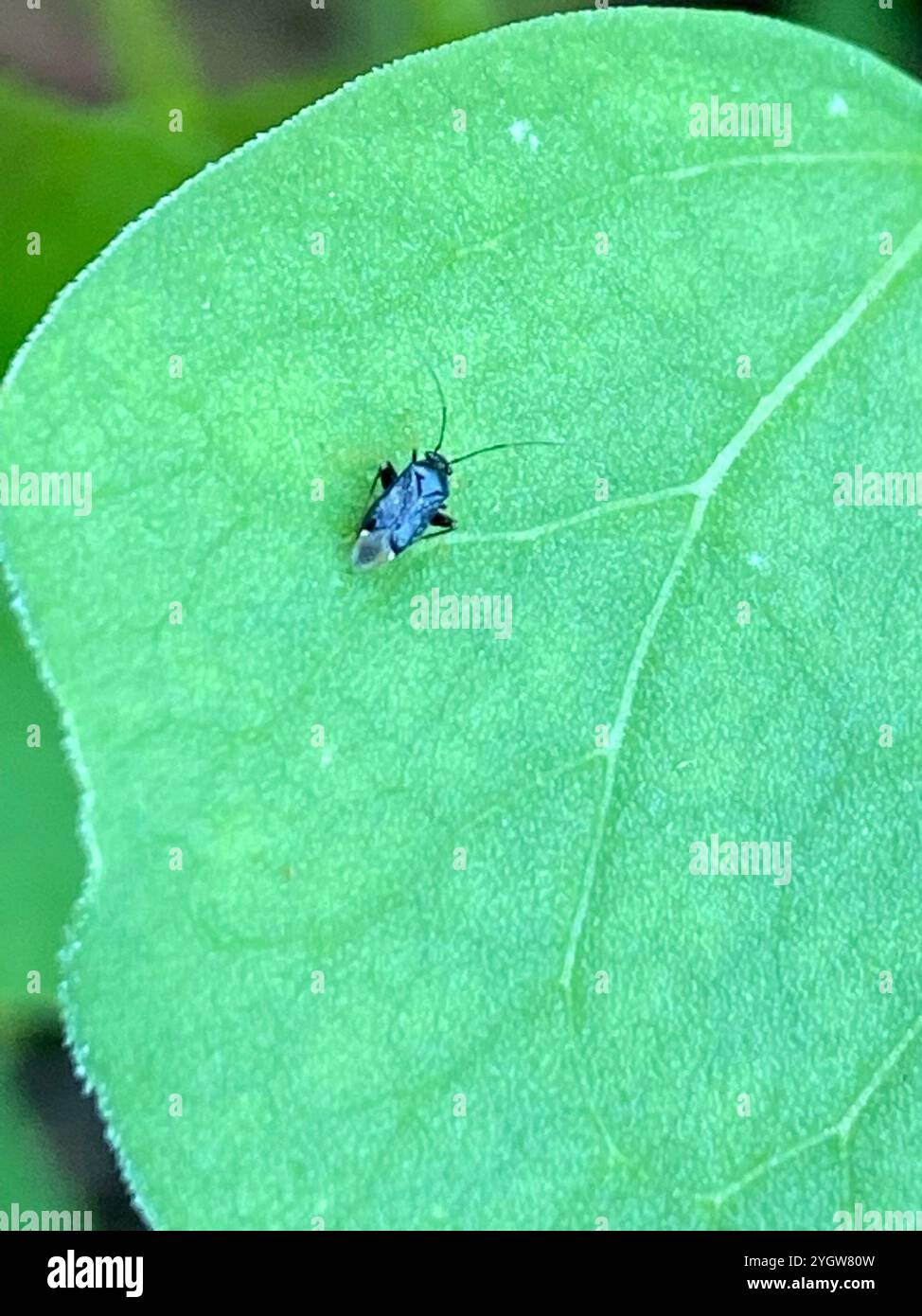 Garden Fleahopper (Microtechnites bractatus Stock Photo - Alamy