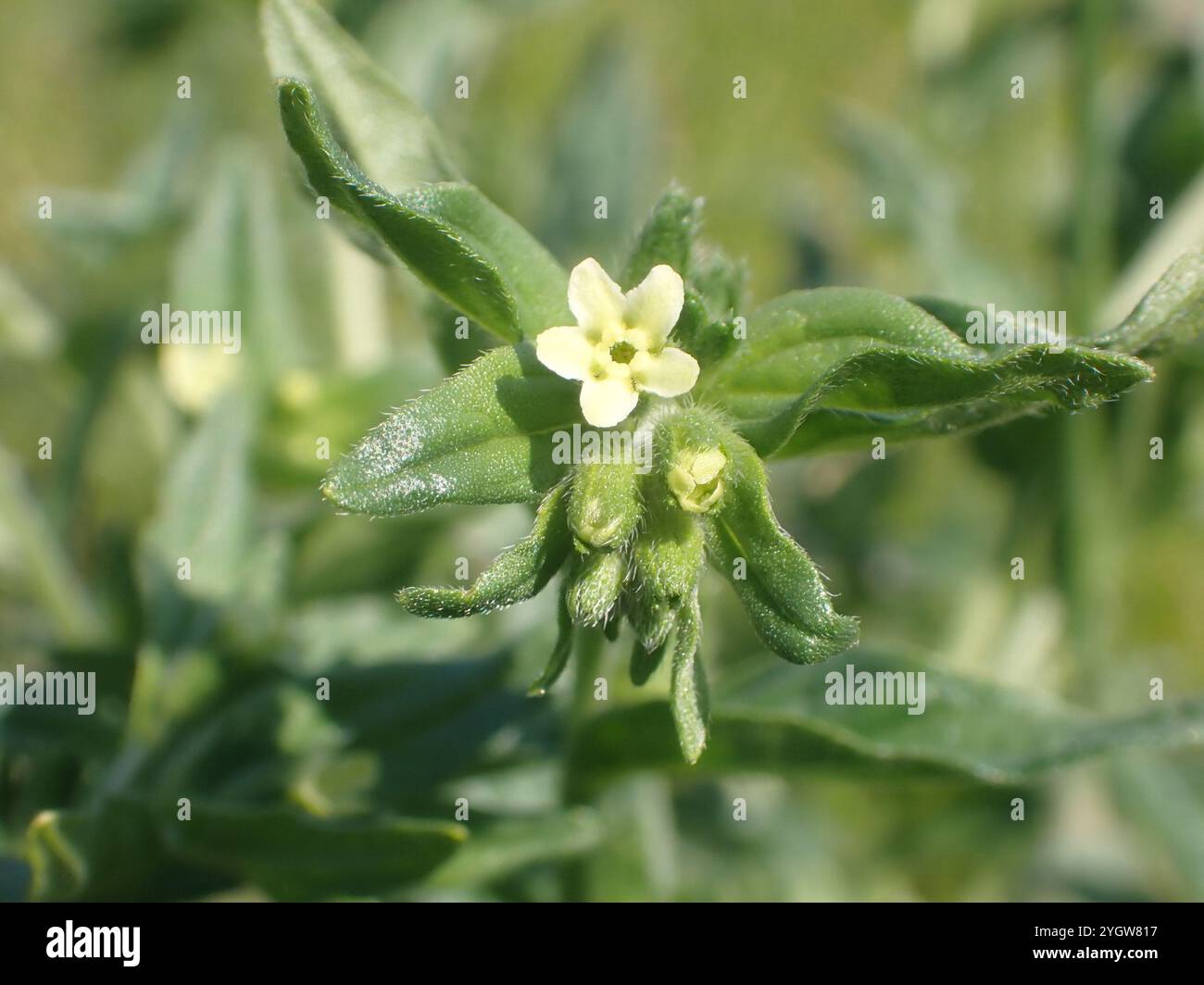 Common Gromwell (Lithospermum officinale Stock Photo - Alamy