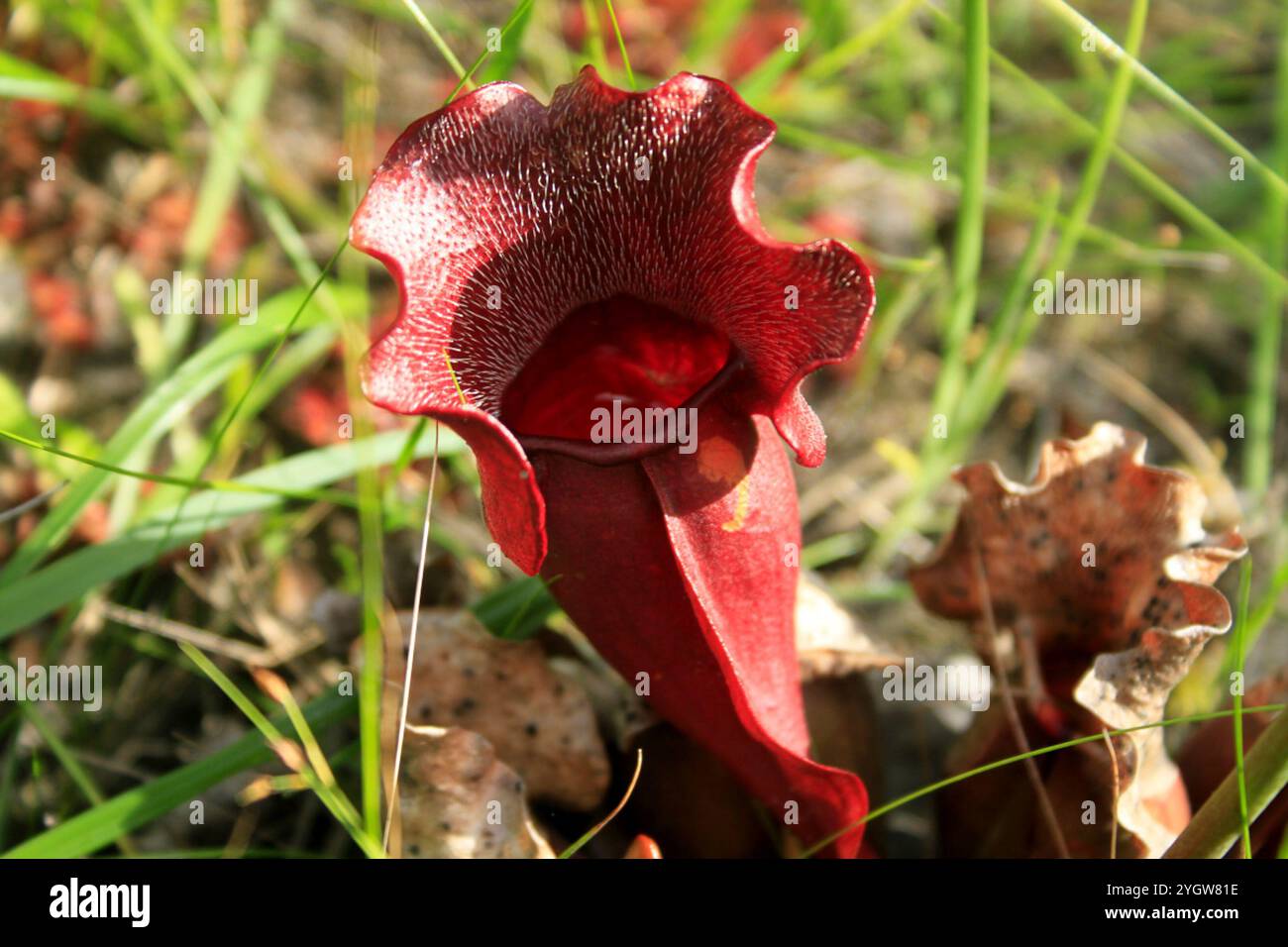 Southern Purple Pitcher Plant (Sarracenia purpurea venosa Stock Photo ...