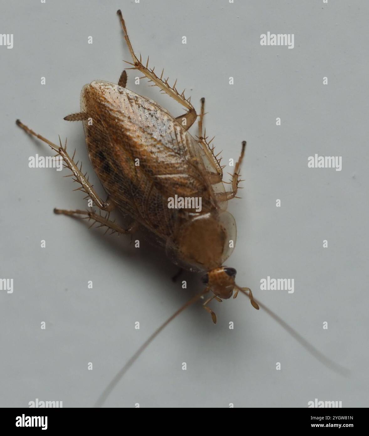 Tawny Cockroach (Ectobius pallidus Stock Photo - Alamy