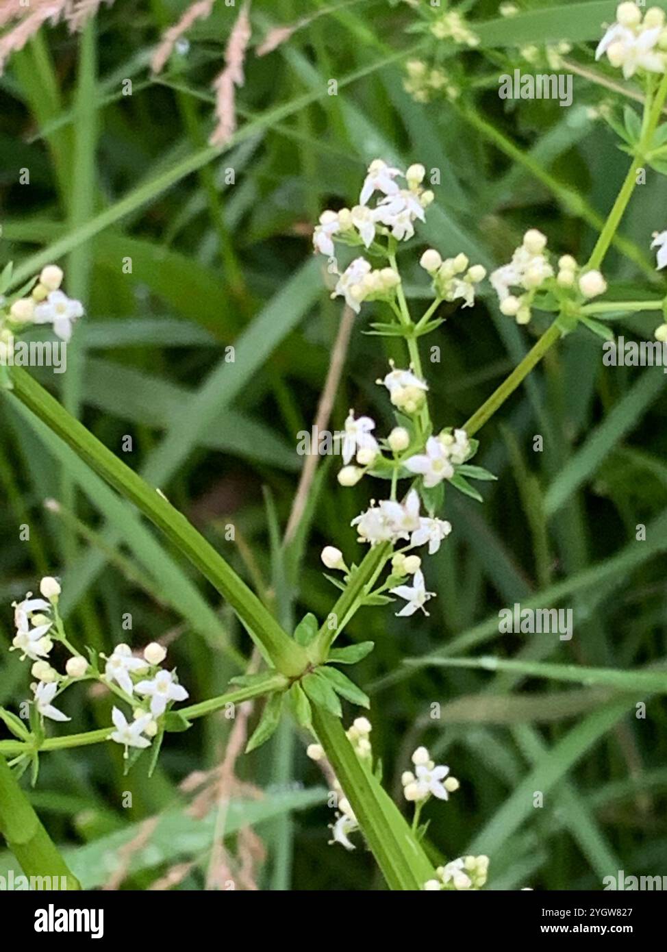 white bedstraw (Galium album Stock Photo - Alamy