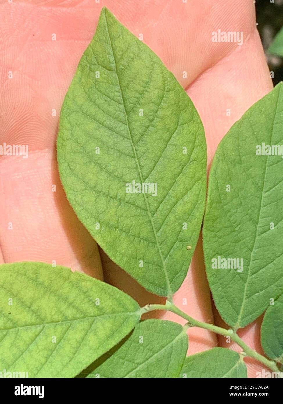 Deerberry hi-res stock photography and images - Alamy