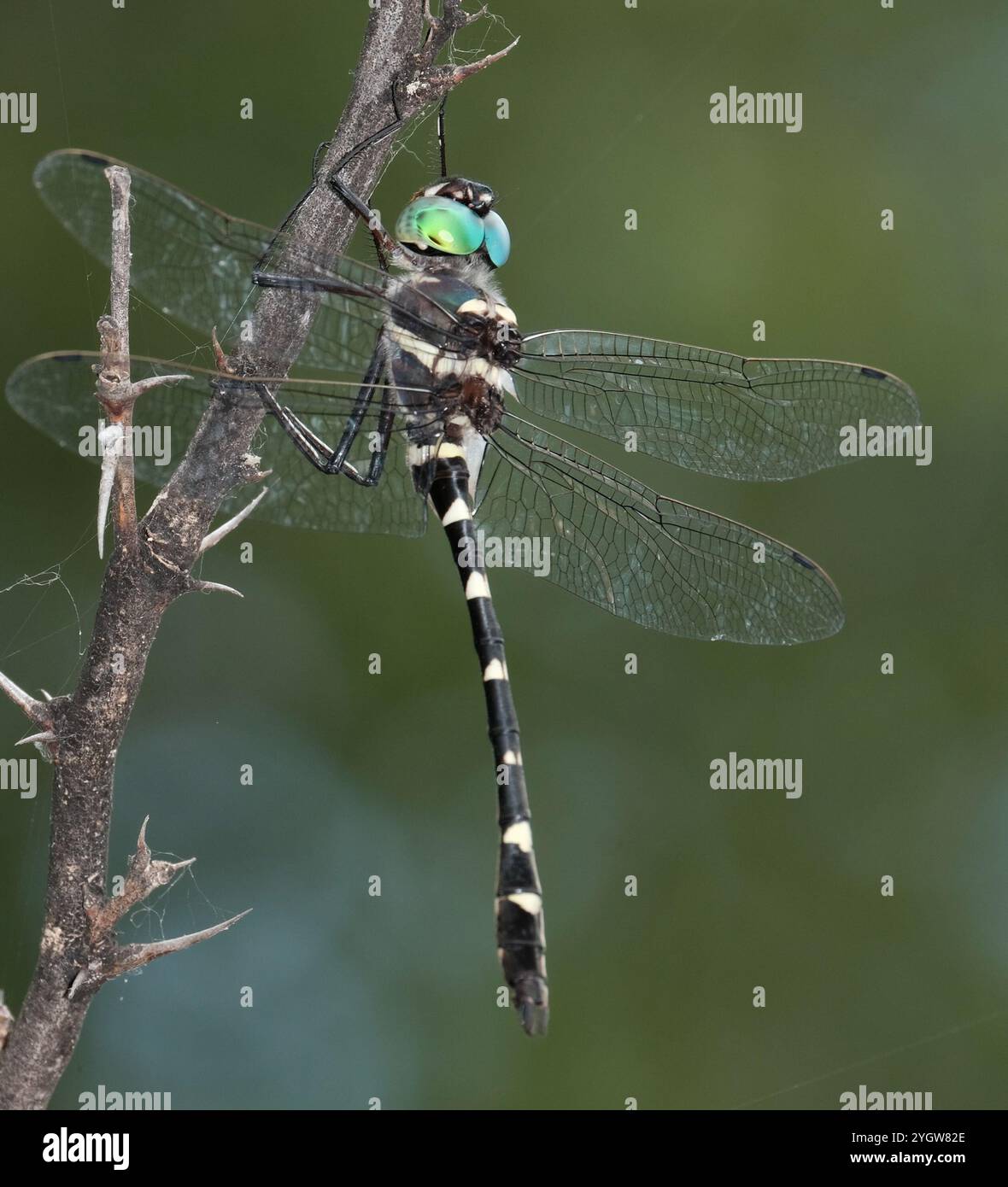 Swift River Cruiser (Macromia illinoiensis Stock Photo - Alamy