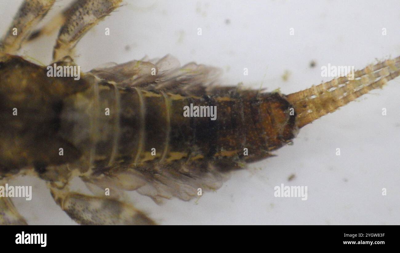 Modest Flat-headed Mayfly (Maccaffertium modestum Stock Photo - Alamy