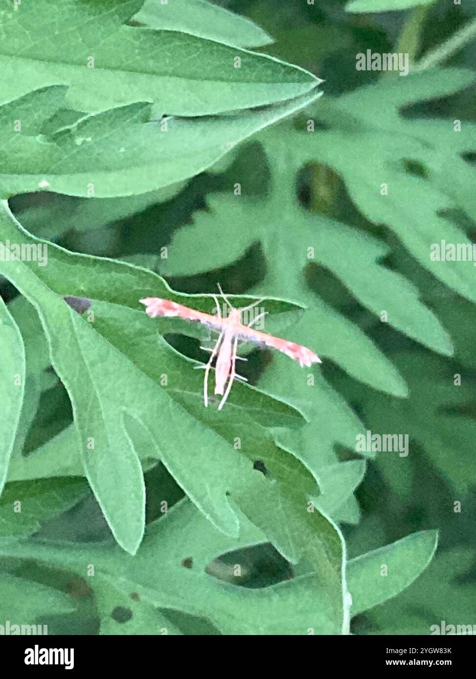 Spiderling Plume Moth (Megalorhipida leucodactylus Stock Photo - Alamy