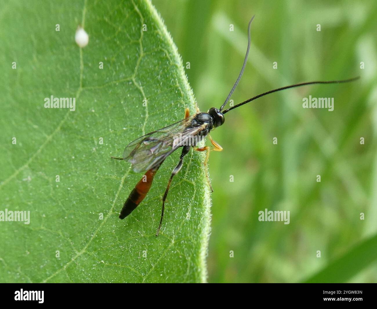 Ichneumonid Wasps (Ichneumonidae Stock Photo - Alamy