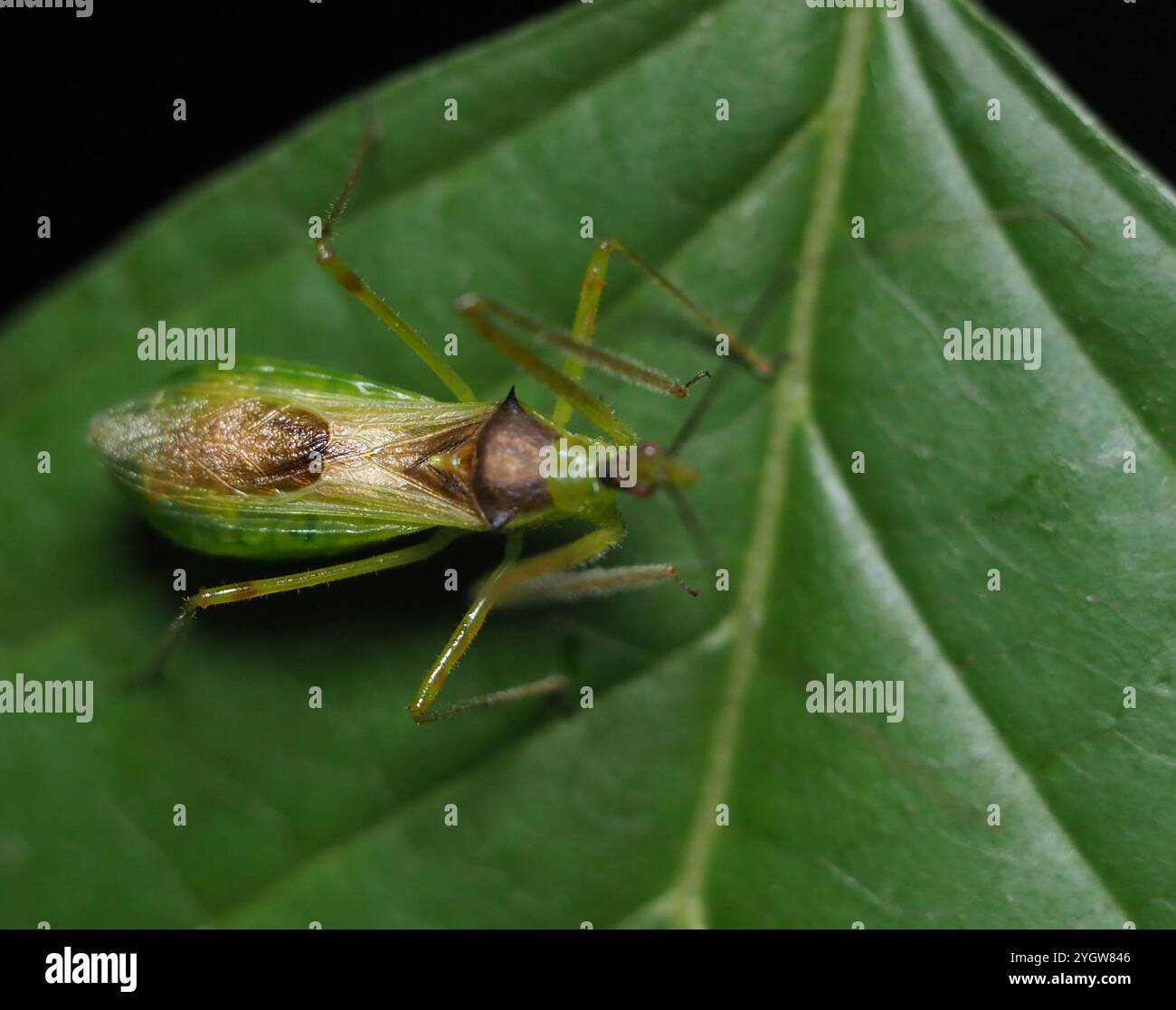 Zelus luridus hi-res stock photography and images - Alamy
