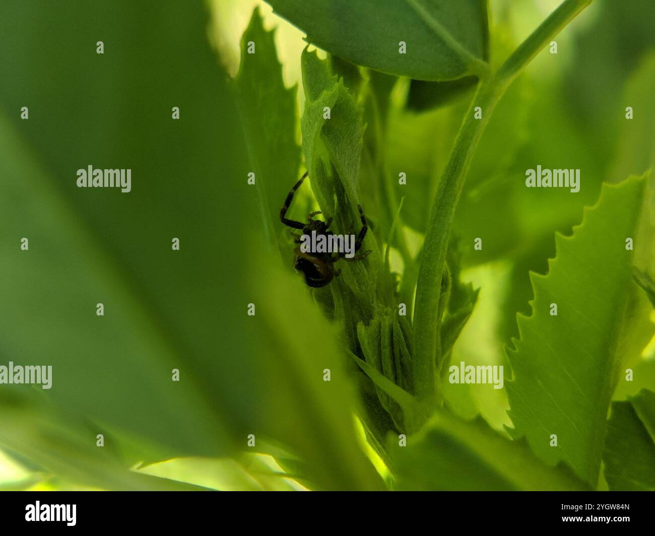Napoleon Spider (Synema globosum Stock Photo - Alamy