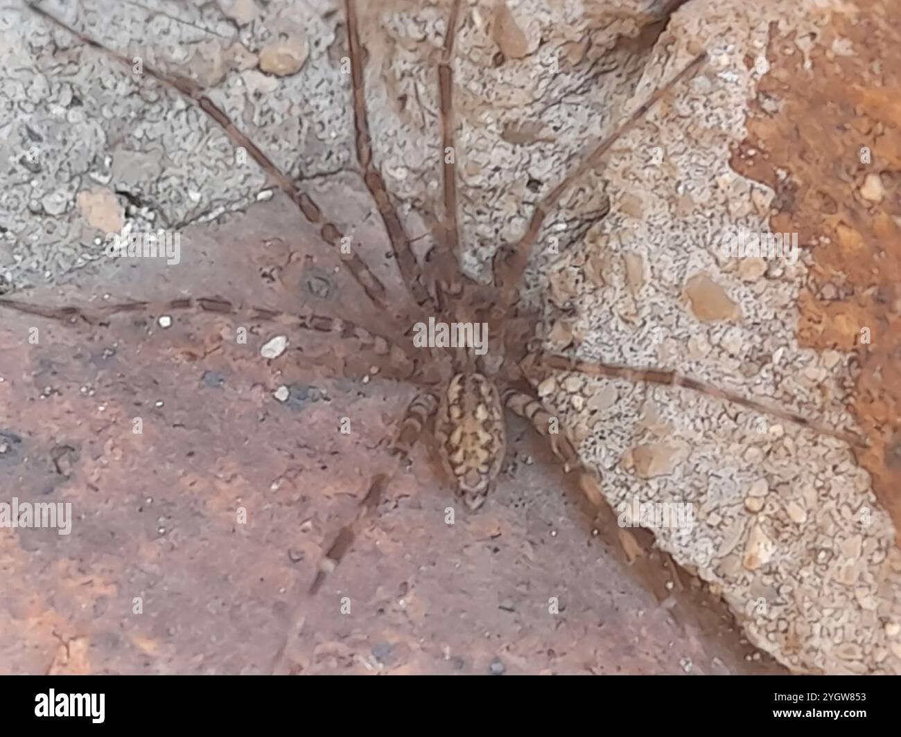 House Funnel-web Spiders (Tegenaria Stock Photo - Alamy