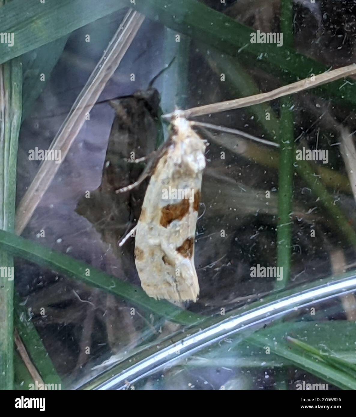 Smeathmann's Aethes Moth (Aethes smeathmanniana Stock Photo - Alamy