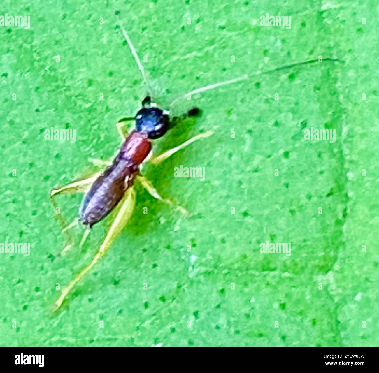 Red headed bush cricket hi-res stock photography and images - Alamy