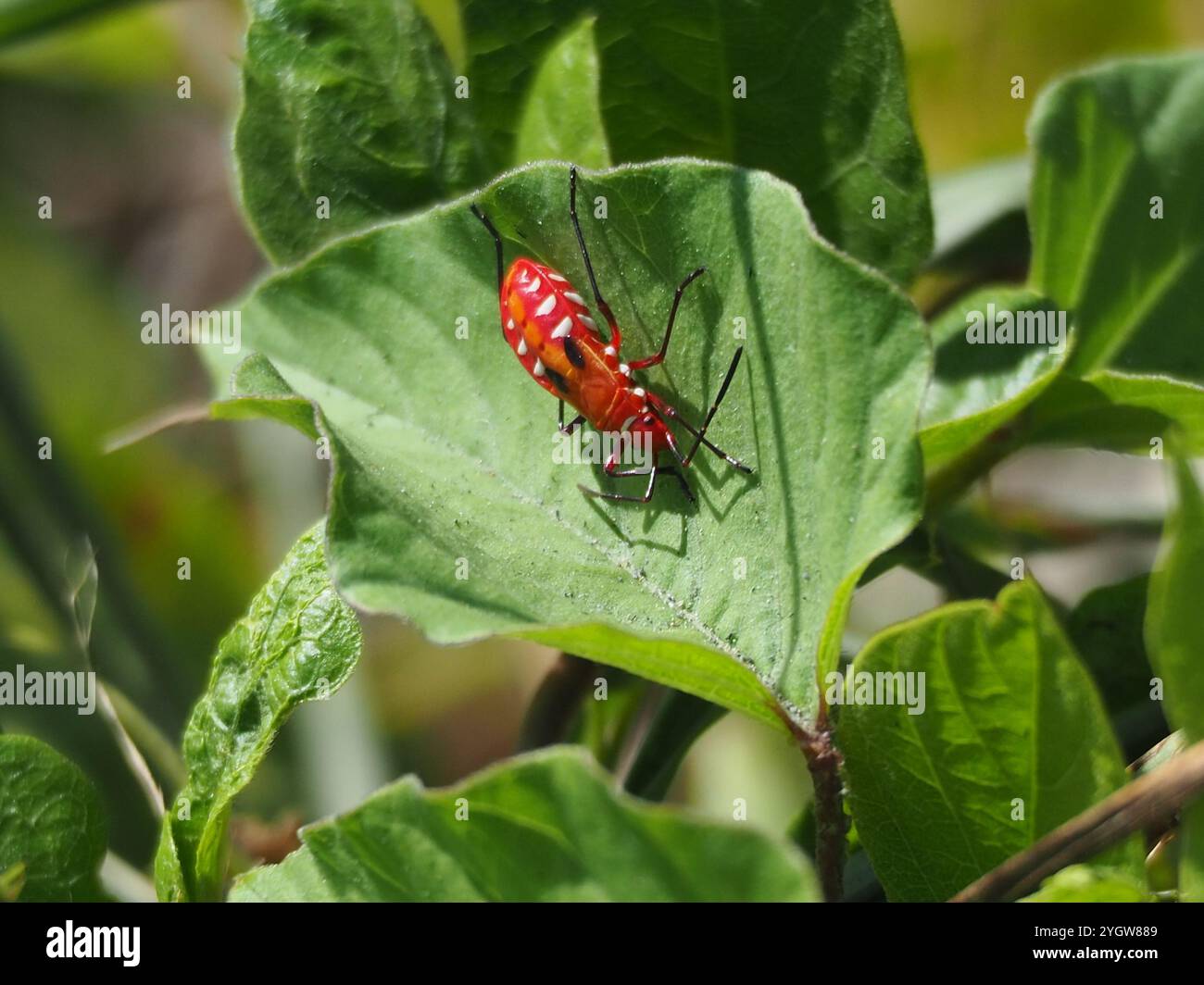 Indian Cotton Stainer (Dysdercus cingulatus Stock Photo - Alamy