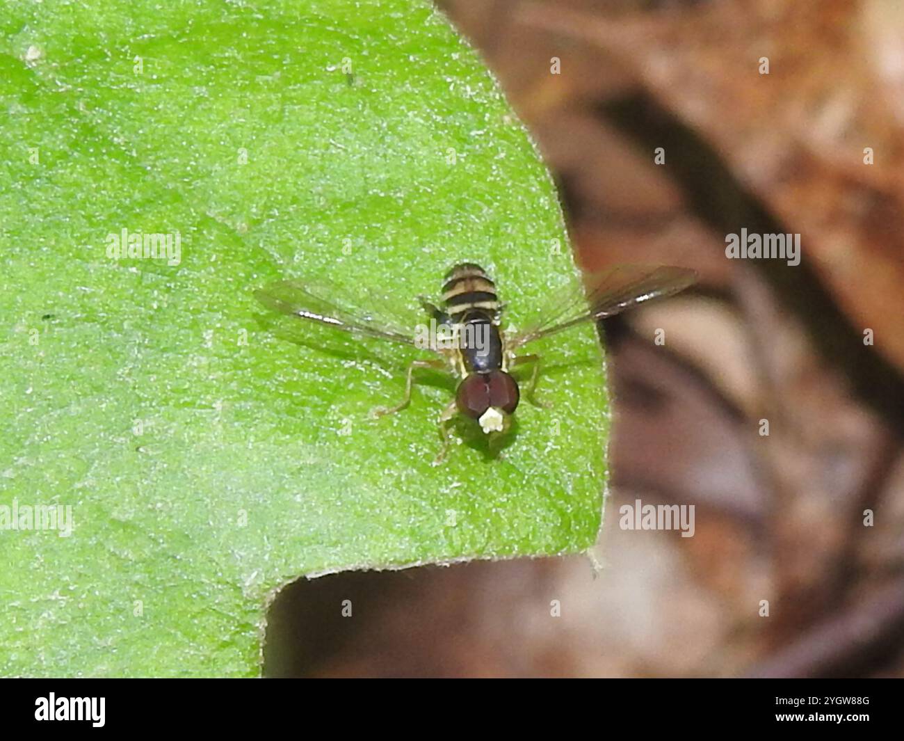 Eastern Calligrapher (Toxomerus geminatus Stock Photo - Alamy