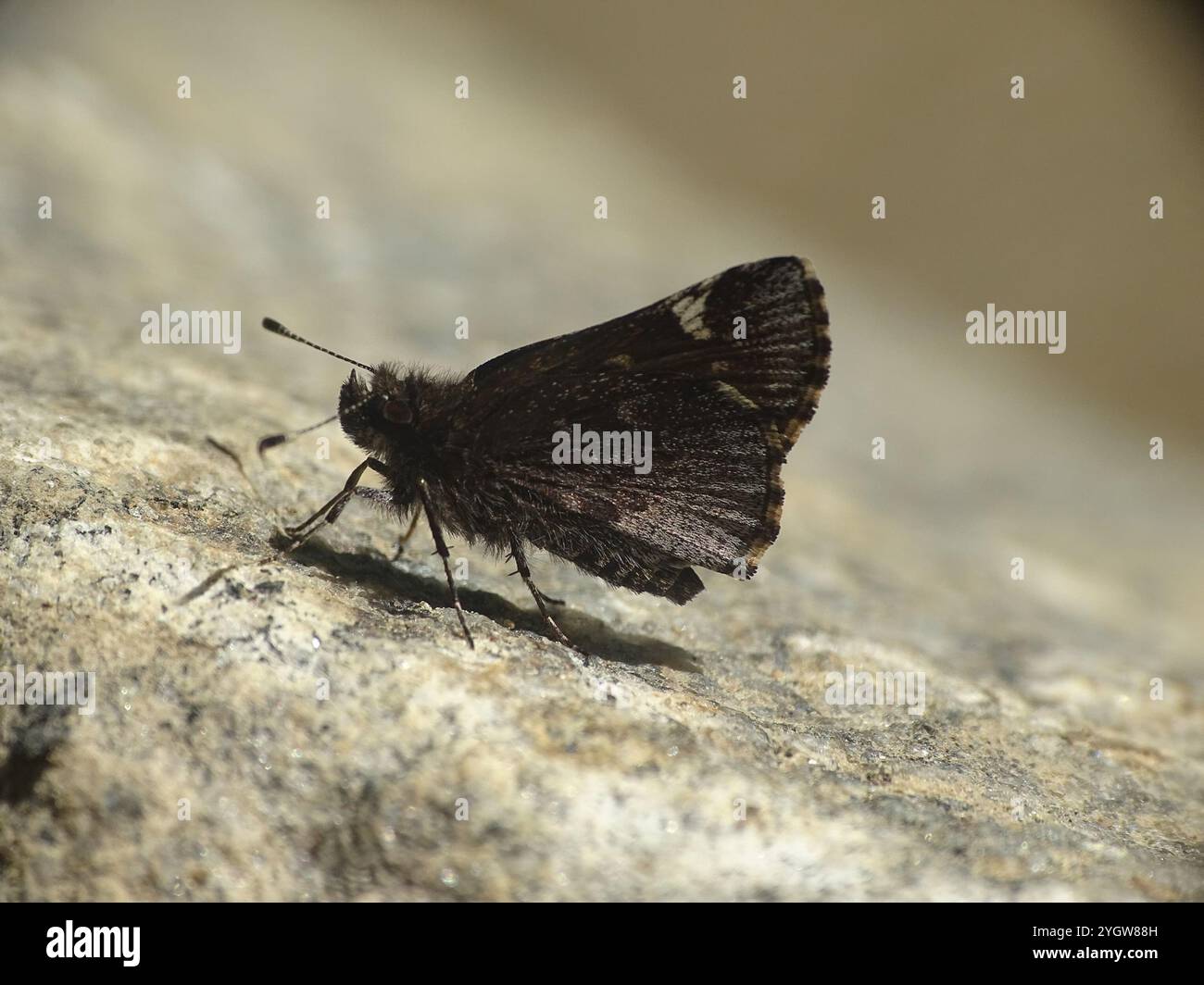 Common Roadside-Skipper (Amblyscirtes vialis Stock Photo - Alamy