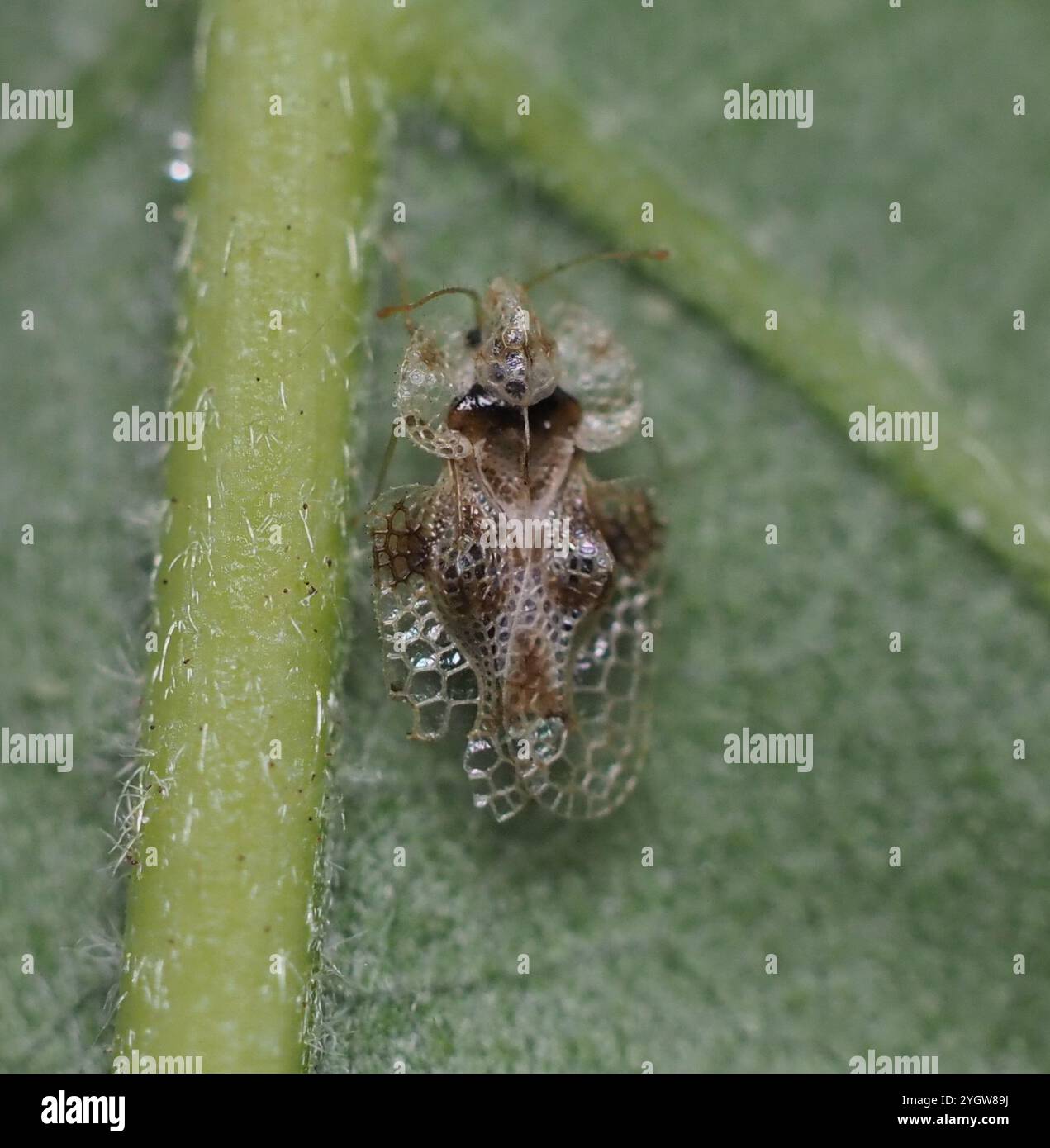 oak lace bug (Corythucha arcuata Stock Photo - Alamy