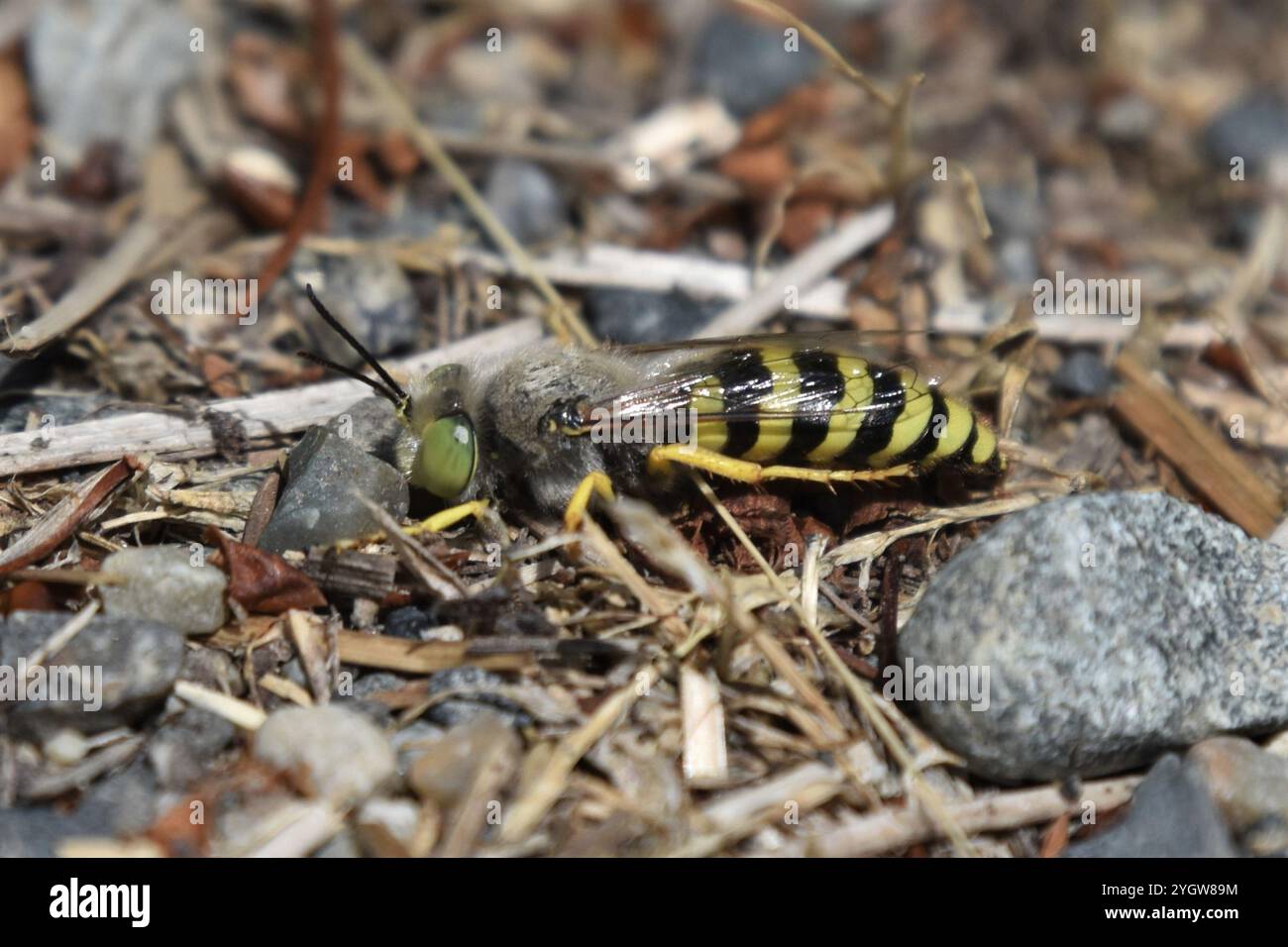 American Sand Wasp (Bembix americana Stock Photo - Alamy