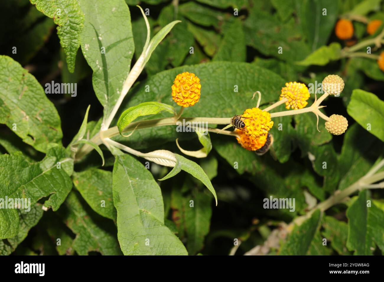 Orange-ball tree (Buddleja globosa Stock Photo - Alamy