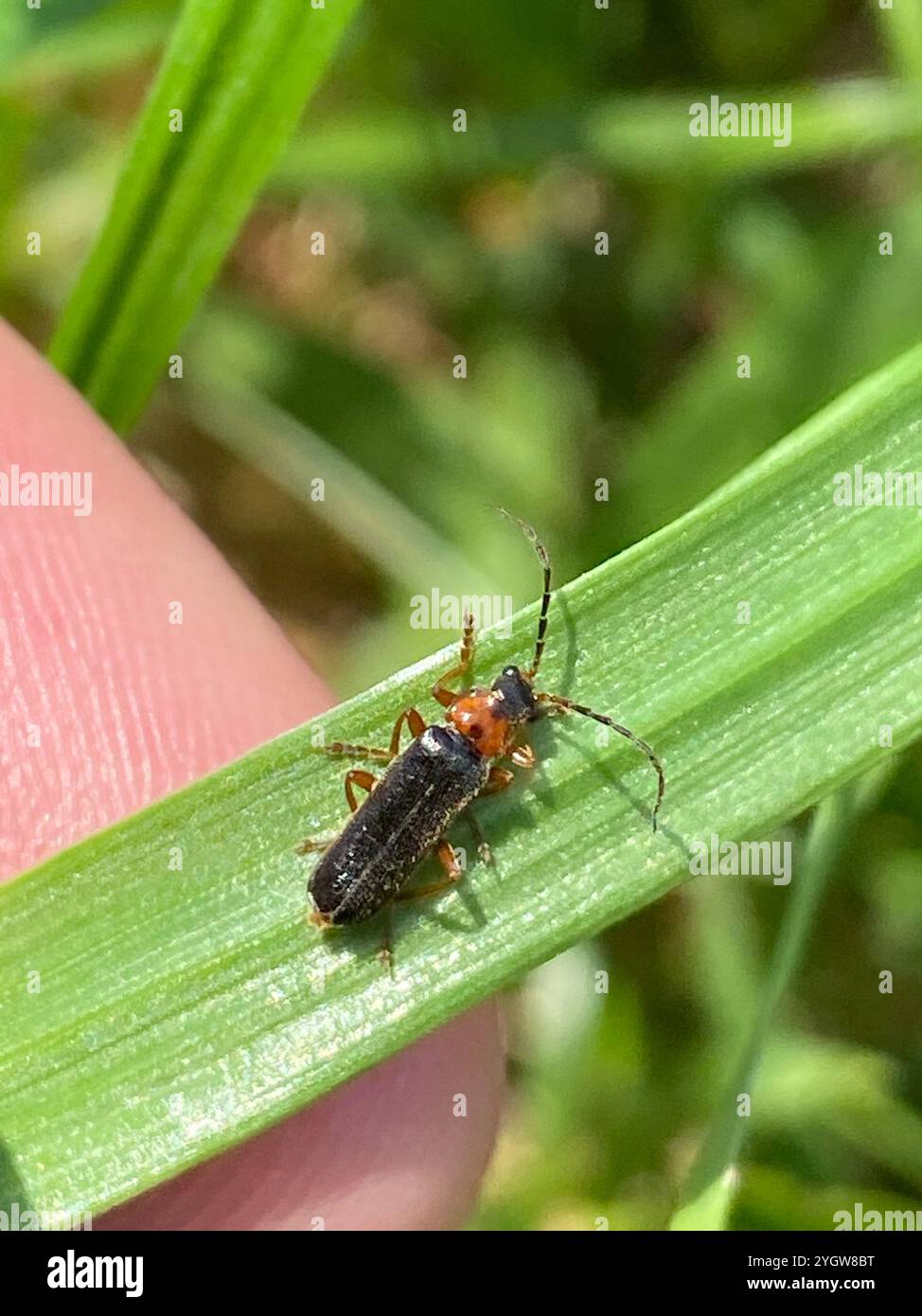 Cantharis flavilabris hi-res stock photography and images - Alamy