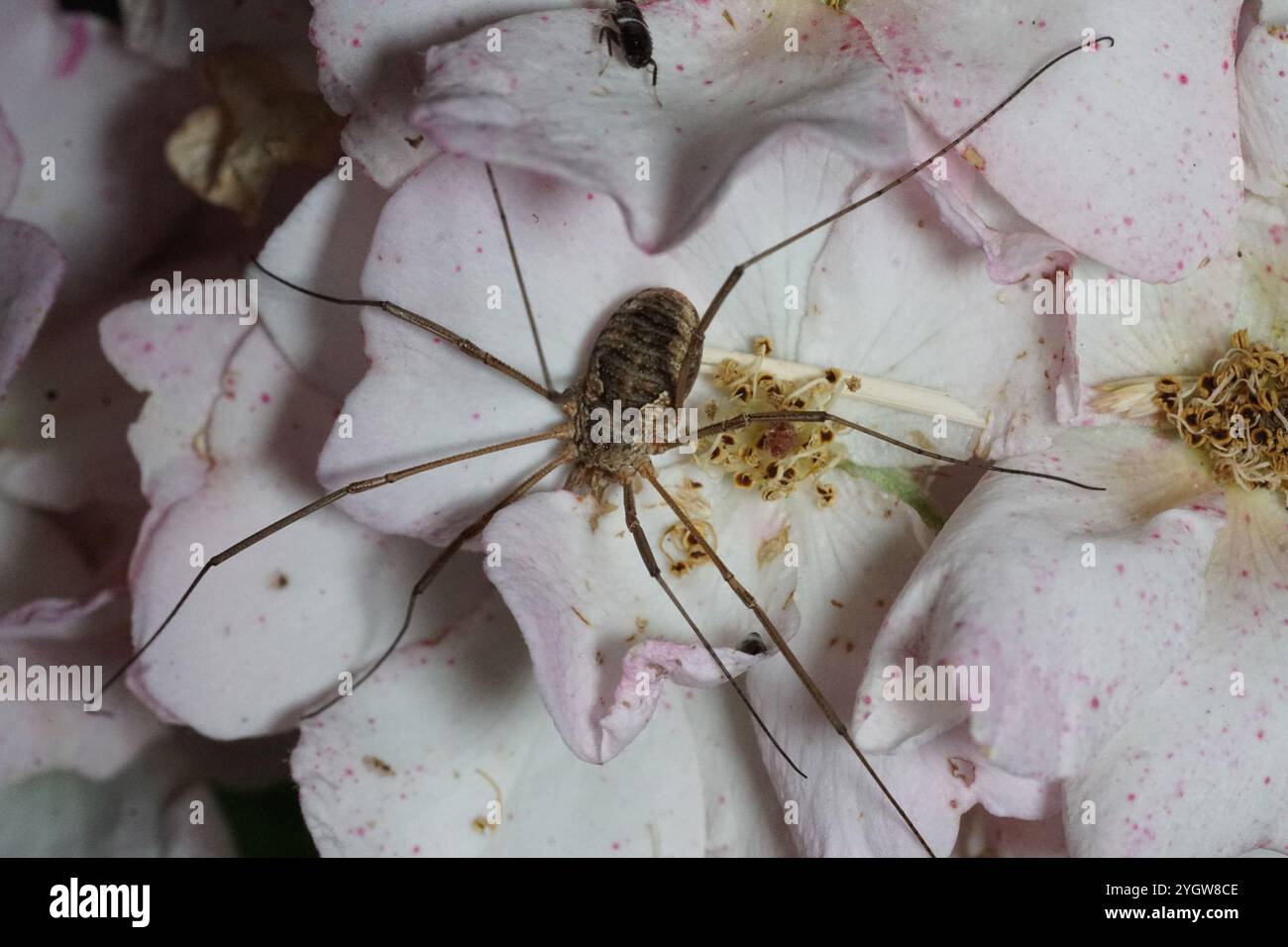European Harvestman (Phalangium opilio Stock Photo - Alamy
