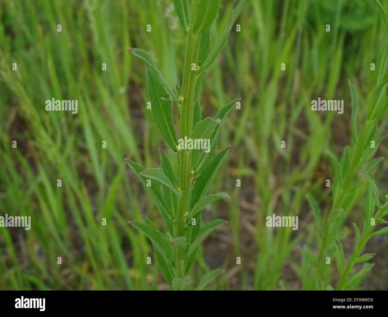 annual wall-rocket (Diplotaxis muralis Stock Photo - Alamy