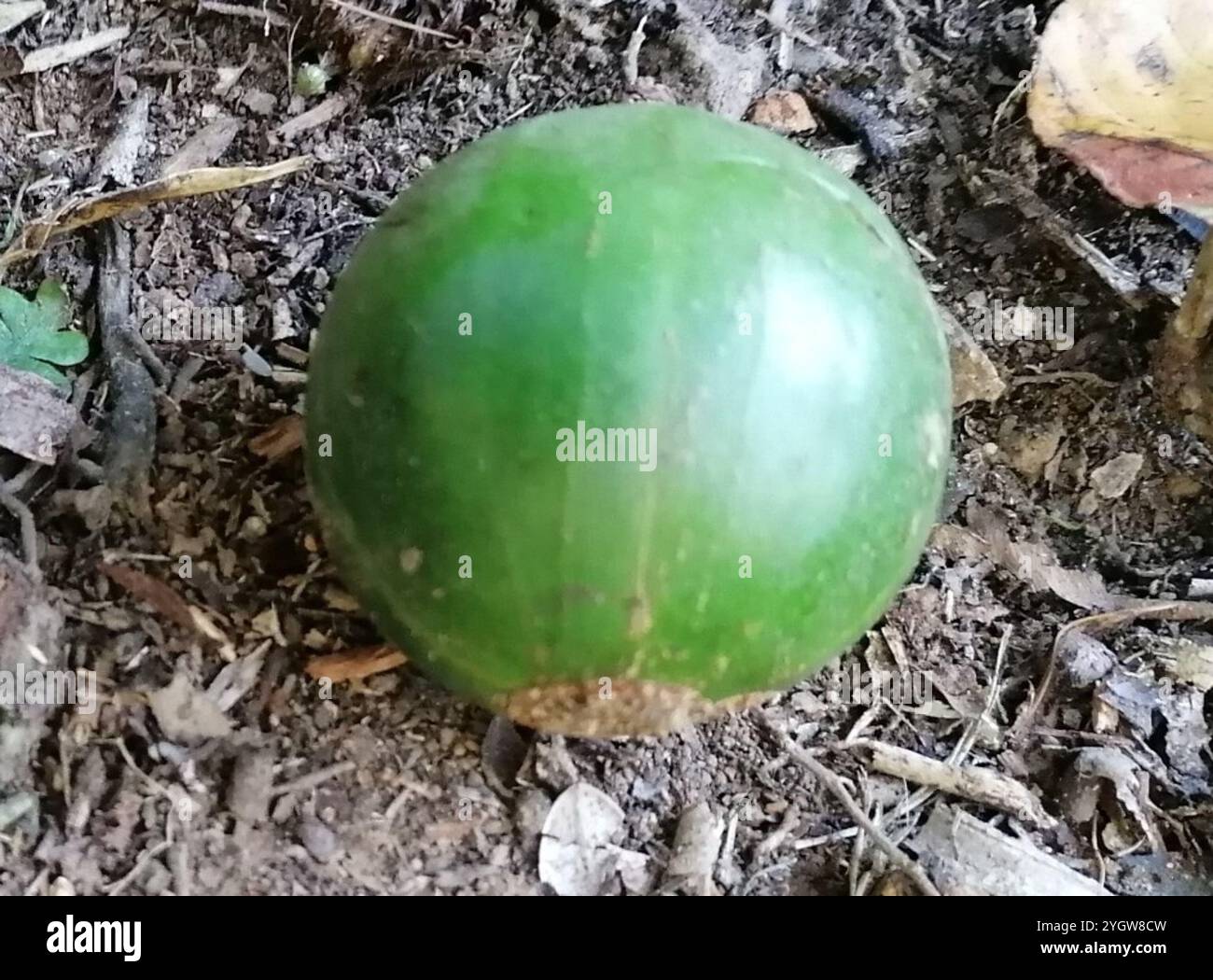 Rothmannia capensis hi-res stock photography and images - Alamy