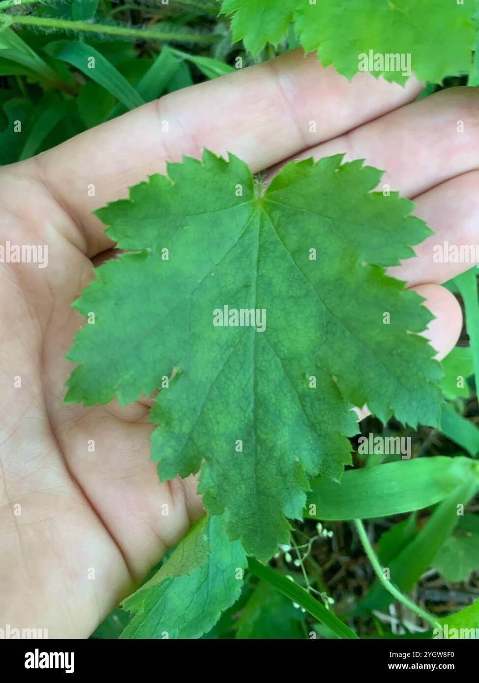 crevice alumroot (Heuchera micrantha Stock Photo - Alamy
