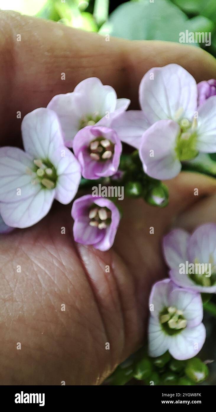 Greater Cuckooflower (Cardamine raphanifolia Stock Photo - Alamy