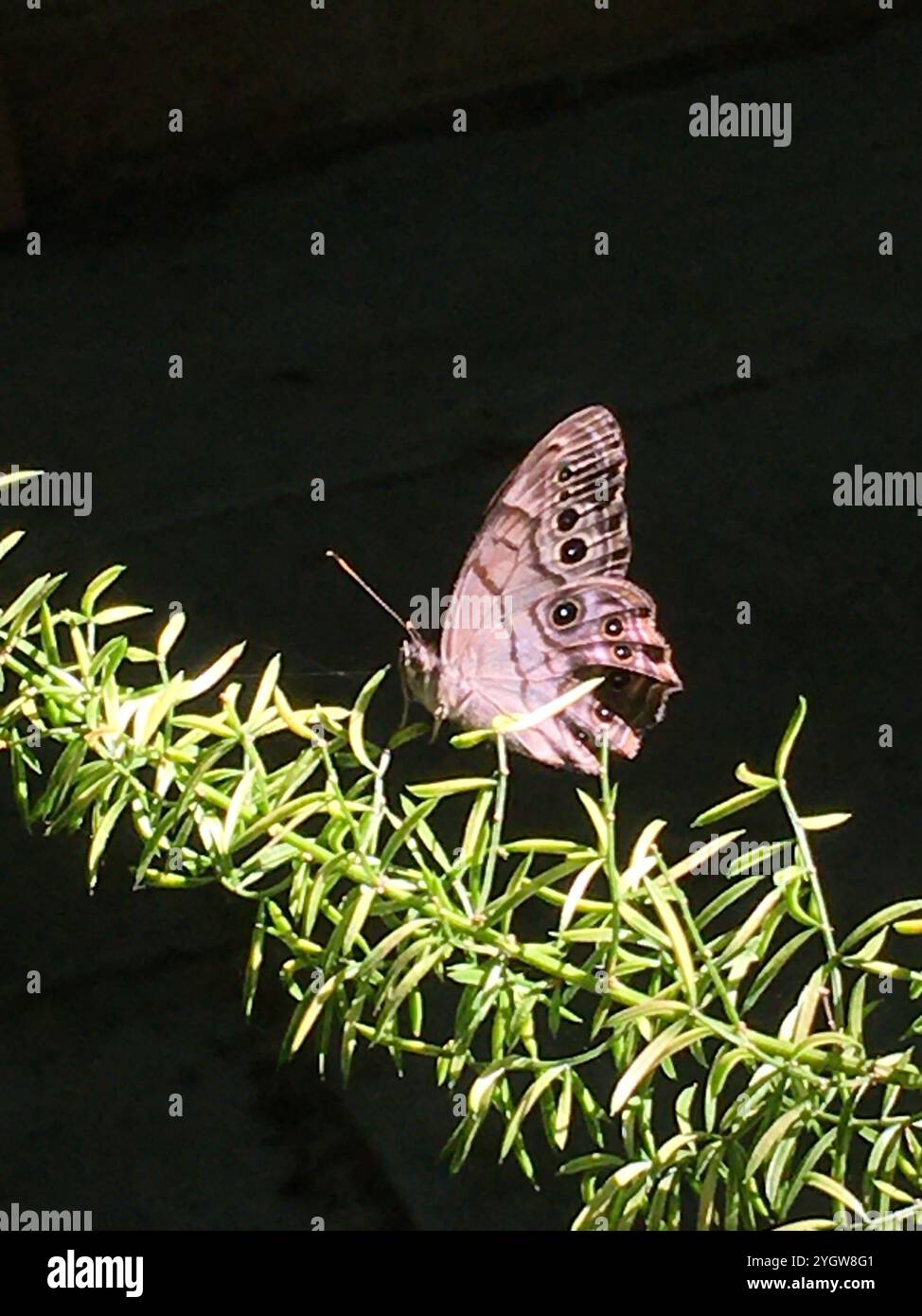Northern Pearly-eye (Lethe anthedon Stock Photo - Alamy
