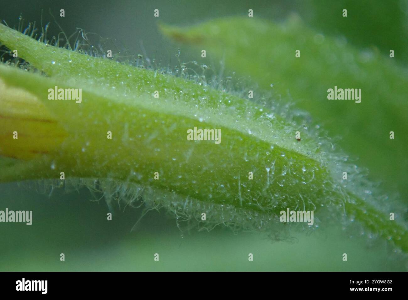 wing-leaf monkeyflower (Erythranthe ptilota Stock Photo - Alamy