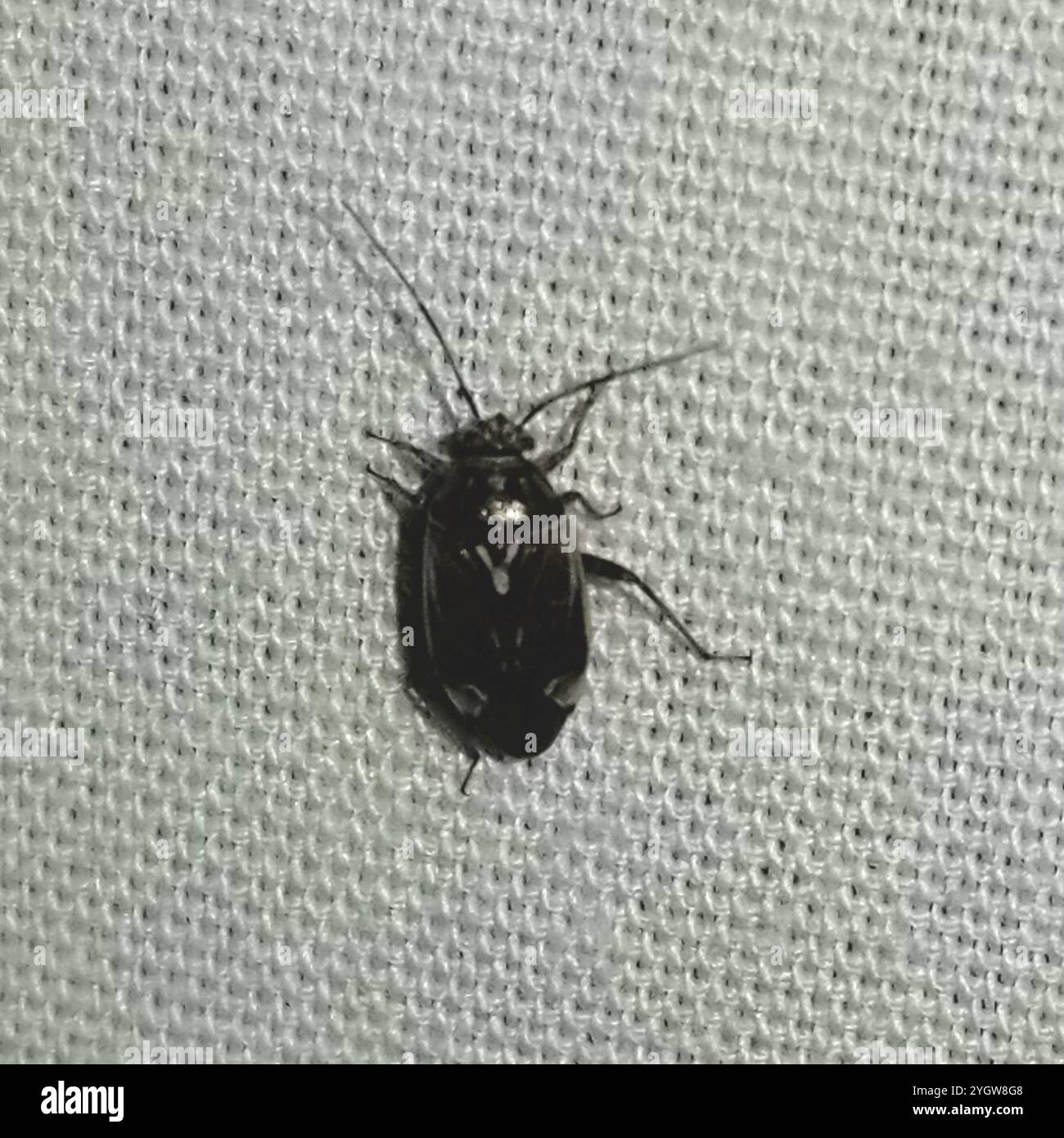 North American Tarnished Plant Bug (Lygus lineolaris Stock Photo - Alamy