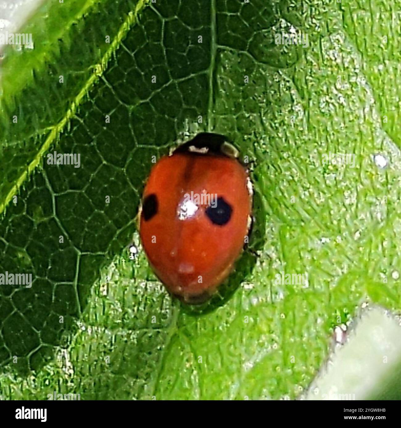 Two-spotted Lady Beetle (Adalia bipunctata Stock Photo - Alamy