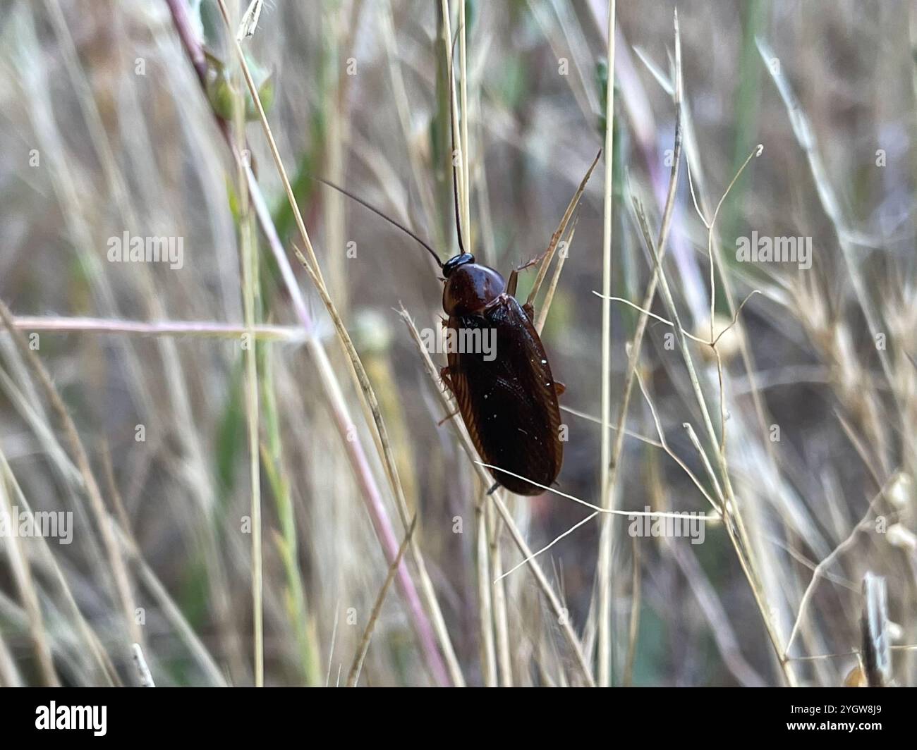 Cockroaches and Termites (Blattodea Stock Photo - Alamy