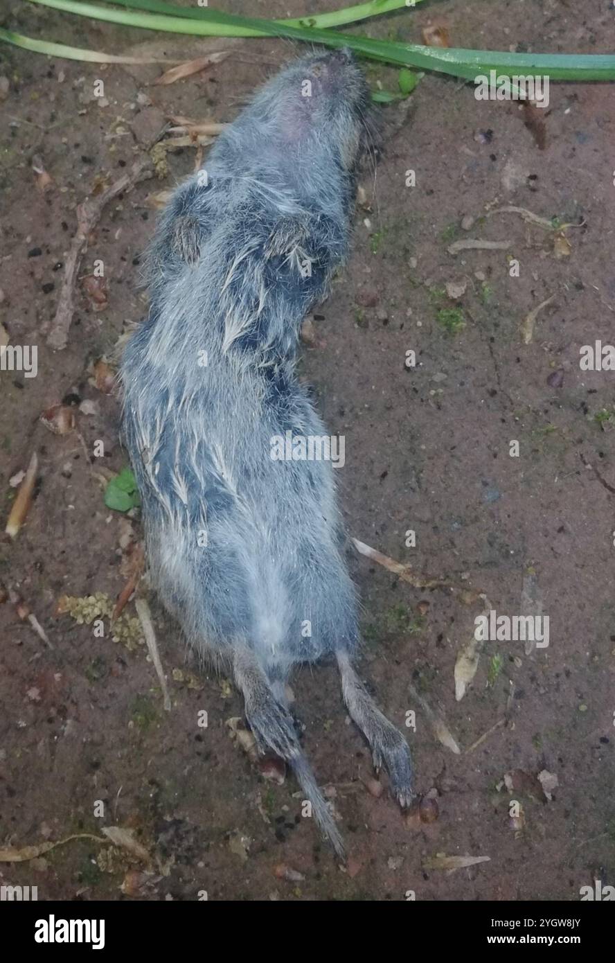 Voles, Lemmings, and Muskrats (Arvicolinae Stock Photo - Alamy