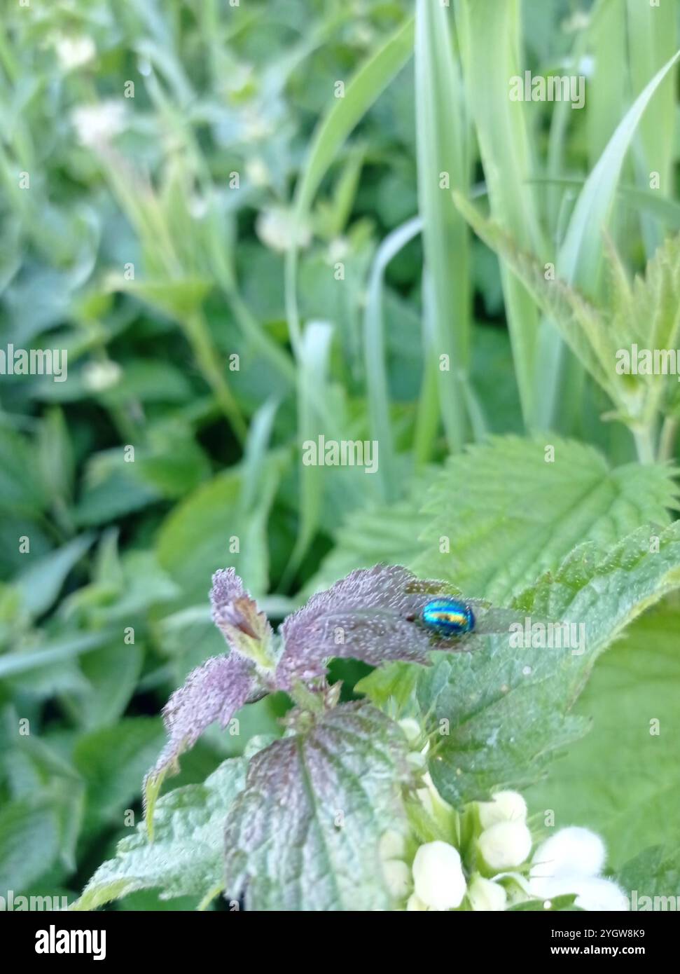 Dead-nettle Leaf Beetle (Fasta fastuosa Stock Photo - Alamy