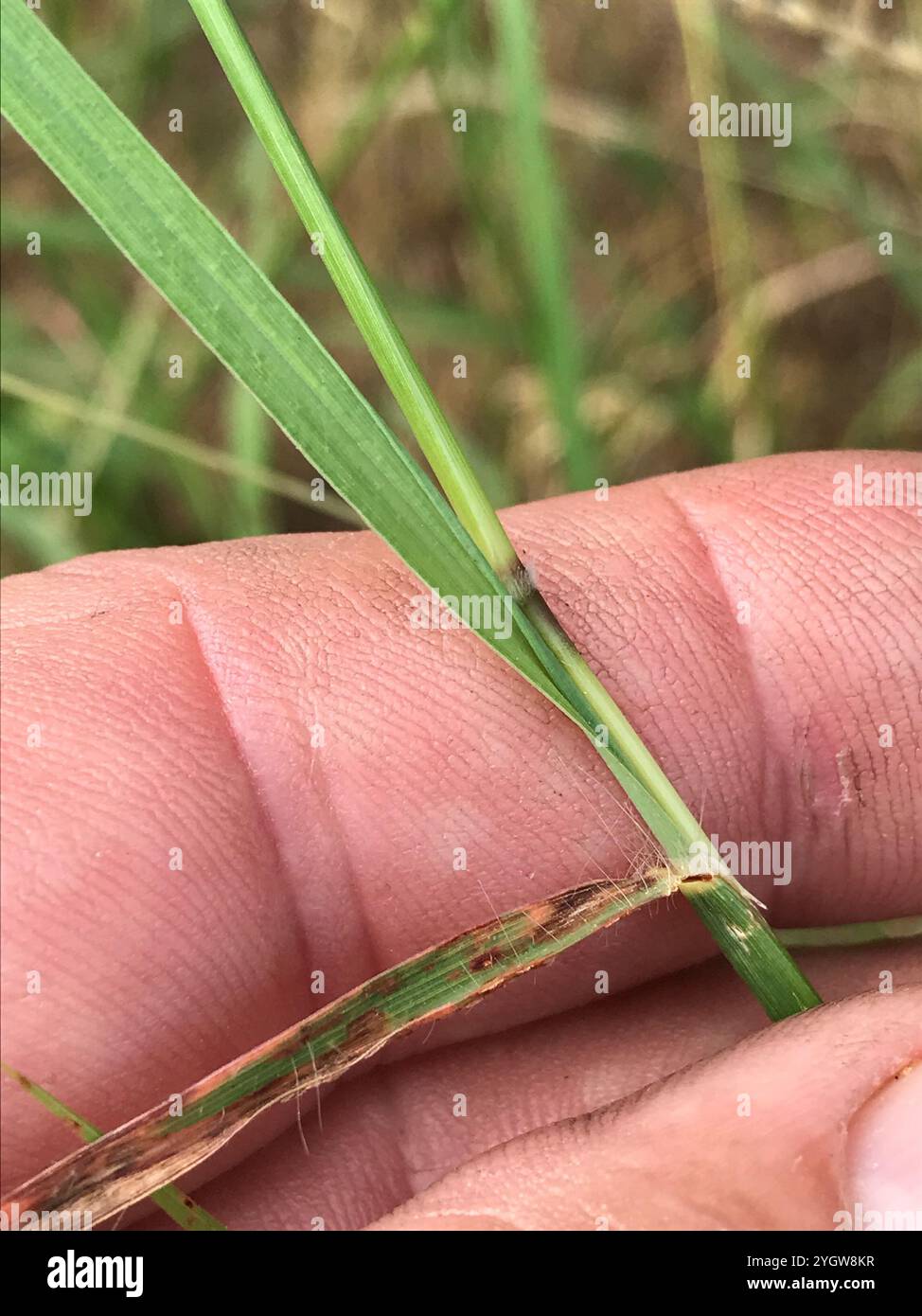 King Ranch bluestem (Bothriochloa ischaemum songarica Stock Photo - Alamy