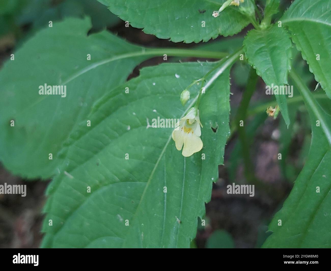 small balsam (Impatiens parviflora Stock Photo - Alamy
