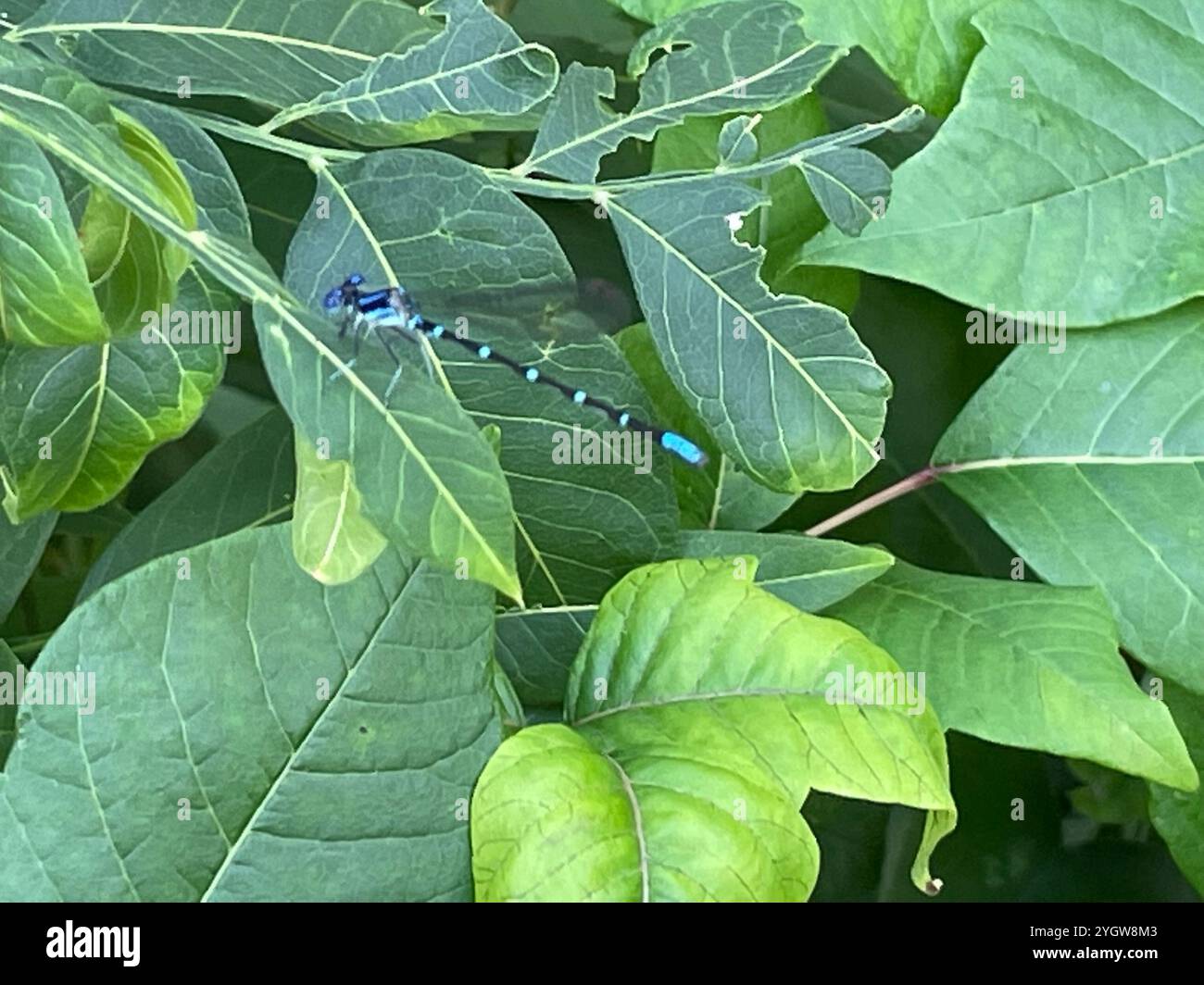 Blue-ringed Dancer (Argia sedula Stock Photo - Alamy
