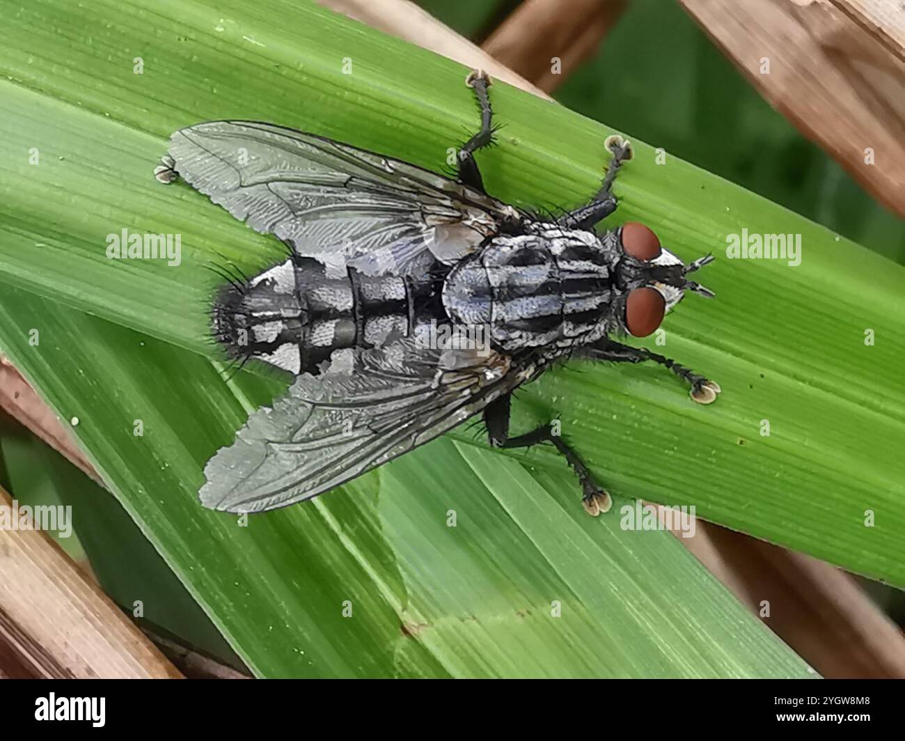 Common Flesh Flies (Sarcophaga Stock Photo - Alamy